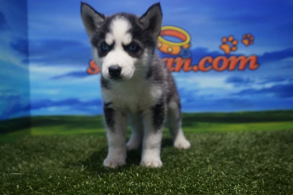 Siberian Husky macho - Comprar perros y cachorros. Consulta precio ...