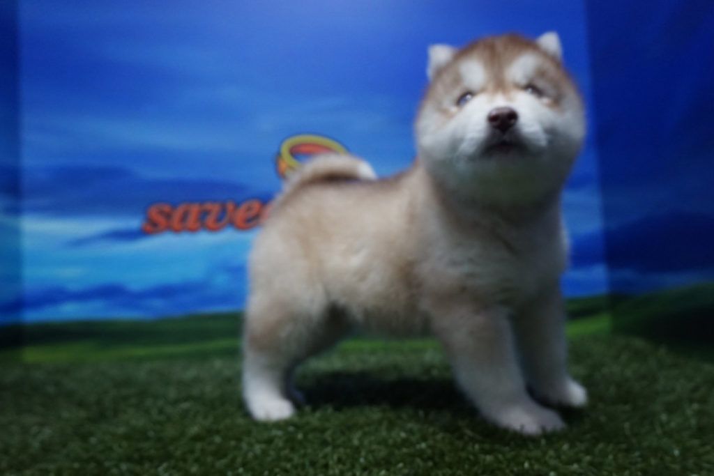 Siberian Husky macho - Comprar perros y cachorros. Consulta precio ...