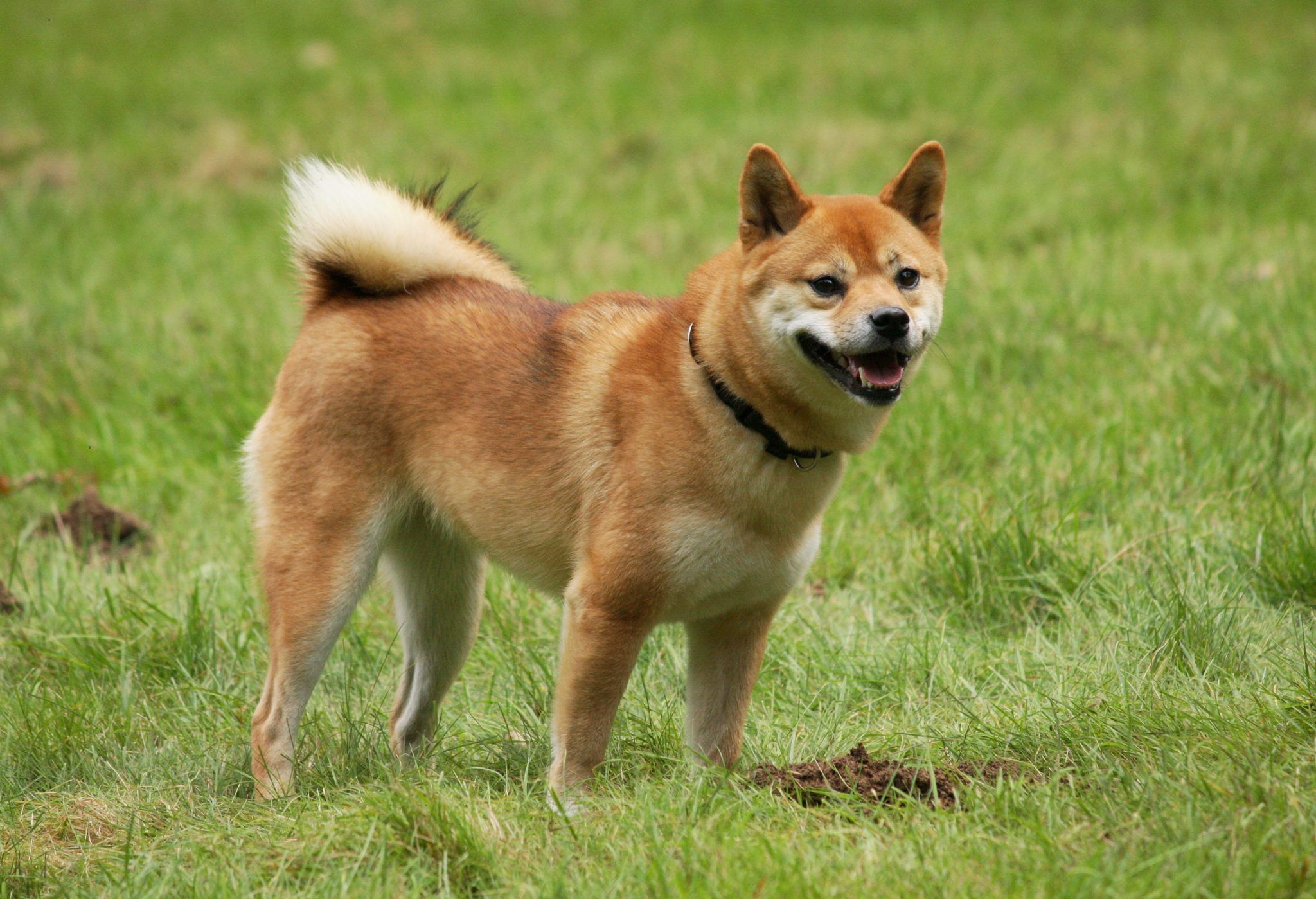 » Shiba Inu